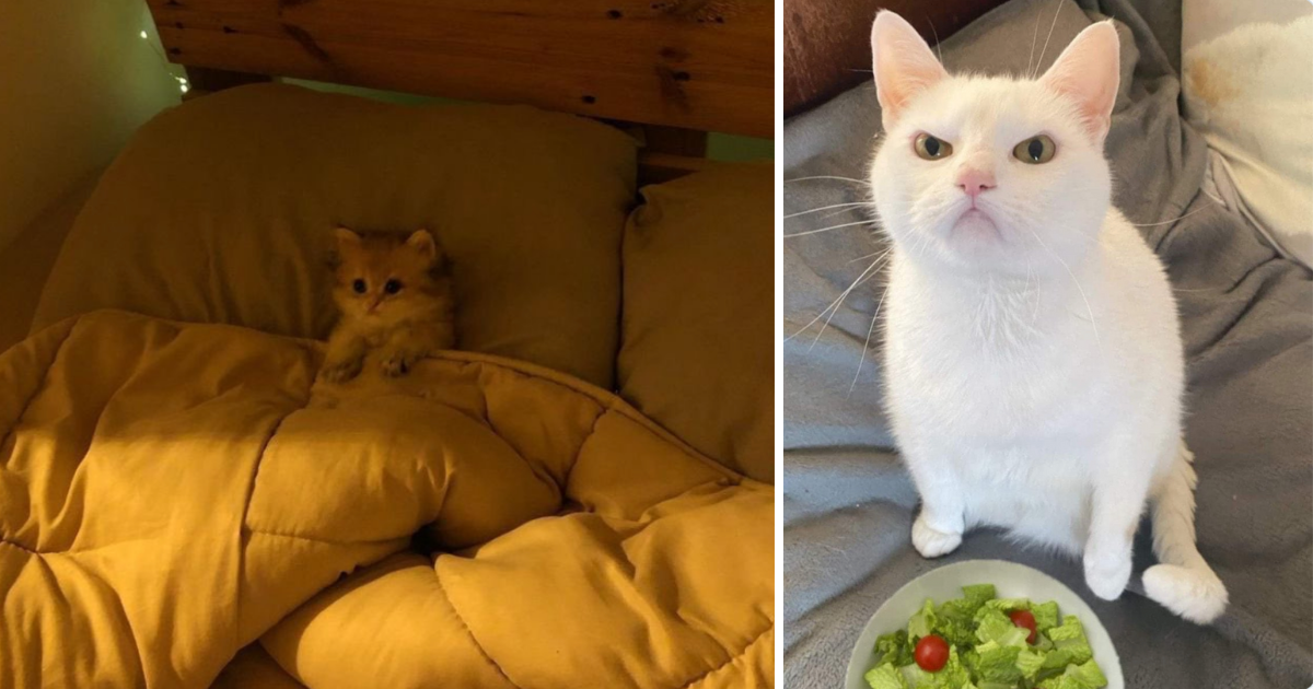 January Wrap Up: 24 Of The Cutest Cat Pics We Found On The Internet ...