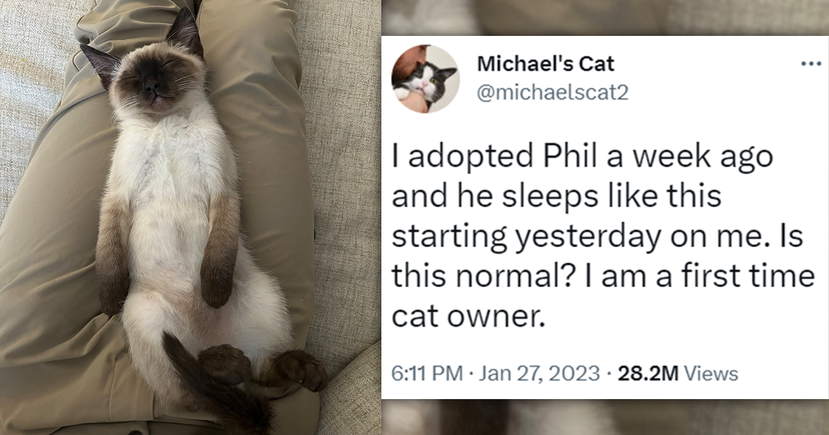 Twitter Thread: Awwdorably Calm Cats Chilling On Their Humans And ...