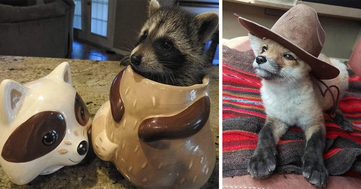 Top 15 Cutest Animals Of The Week To Start The Day With An 'Aww ...