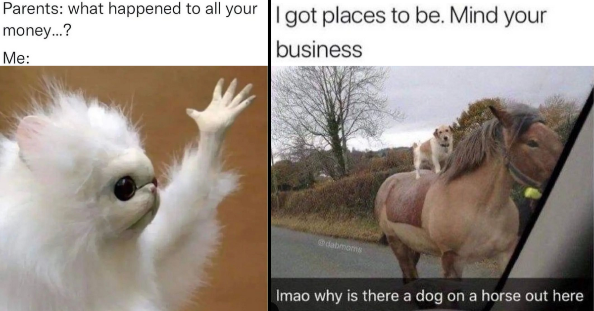 19 Absurd Animal Memes That 100% Pass The Vibe Check This Week - Animal ...