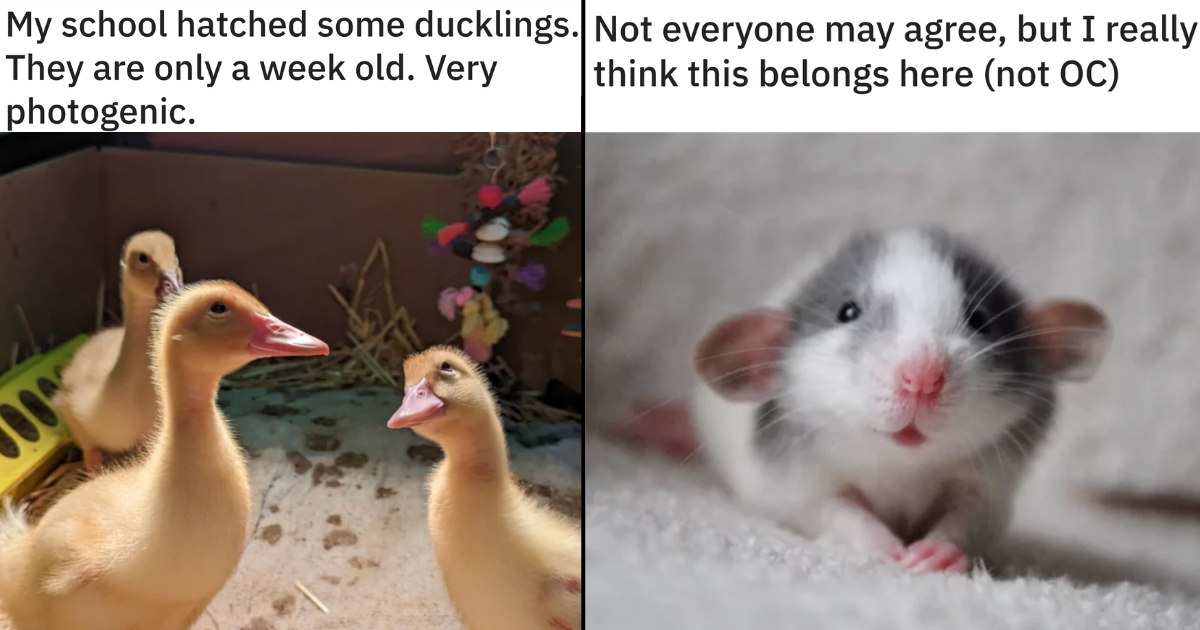 Cute Critters for Your Workday Woes: 21 Epically Adorable Animal Pics ...