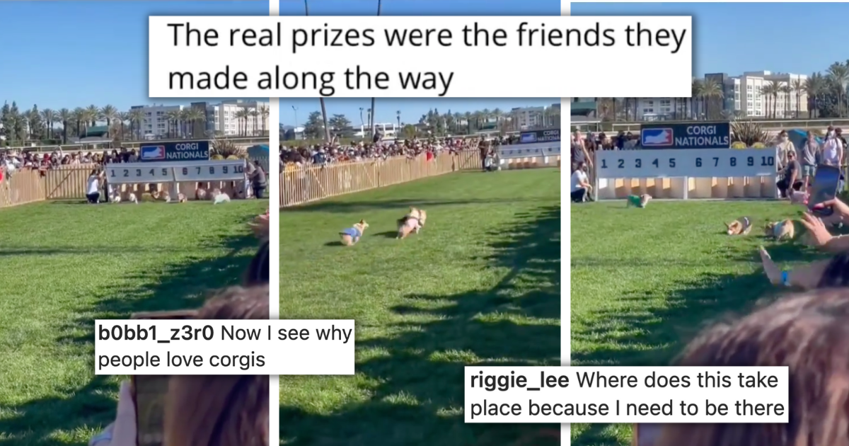 Hilarious Corgi Race Fail Turns Racetrack Into Chaos As Corgis Favor ...