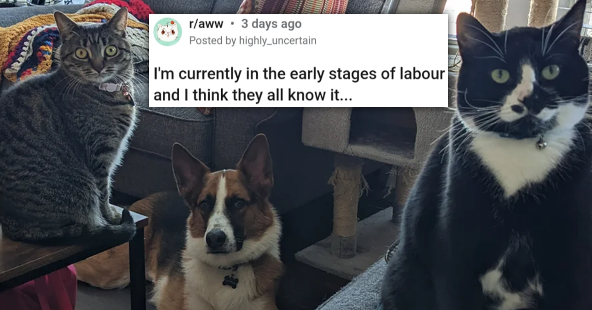 I Can Has Cheezburger? - dogs - Funny Animals Online - Cheezburger