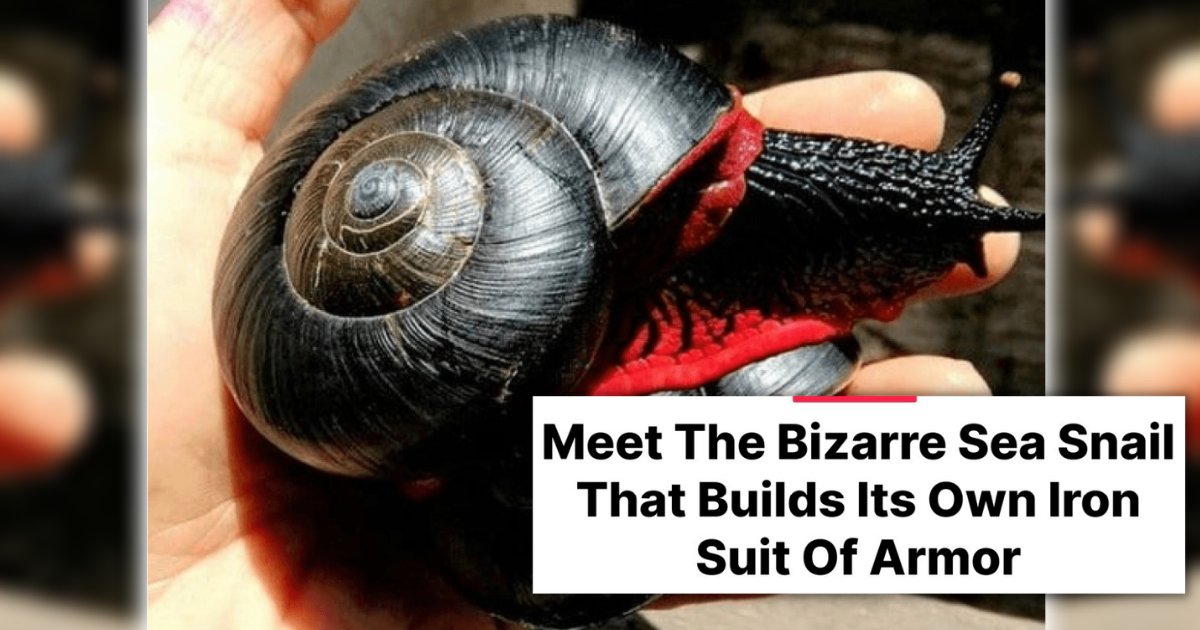 The Volcano Snail, The Only Thing Harder To Crush Than Elon Musk's Ego ...