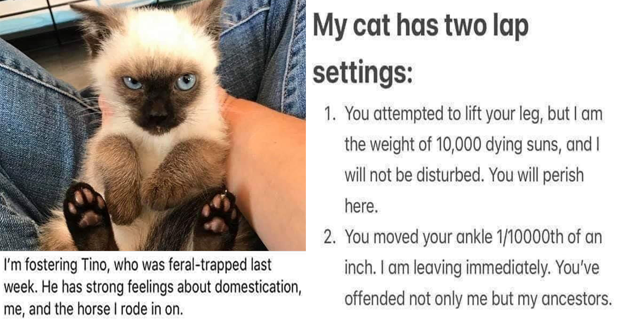 23 Purrfectly Fresh And Funny Cat Memes To Start Your Caturday Off On The Right Paw - I Can Has ...