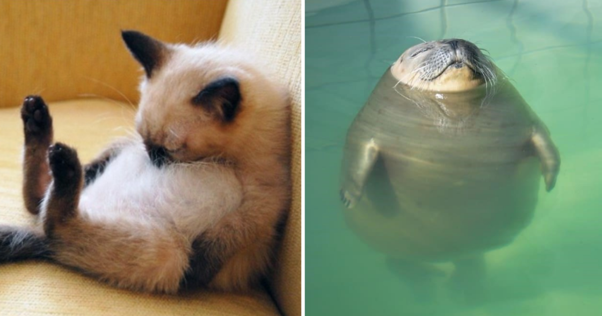 52 Adorably Chonky Animals Who Fell Asleep Wherever To Inspire You To ...