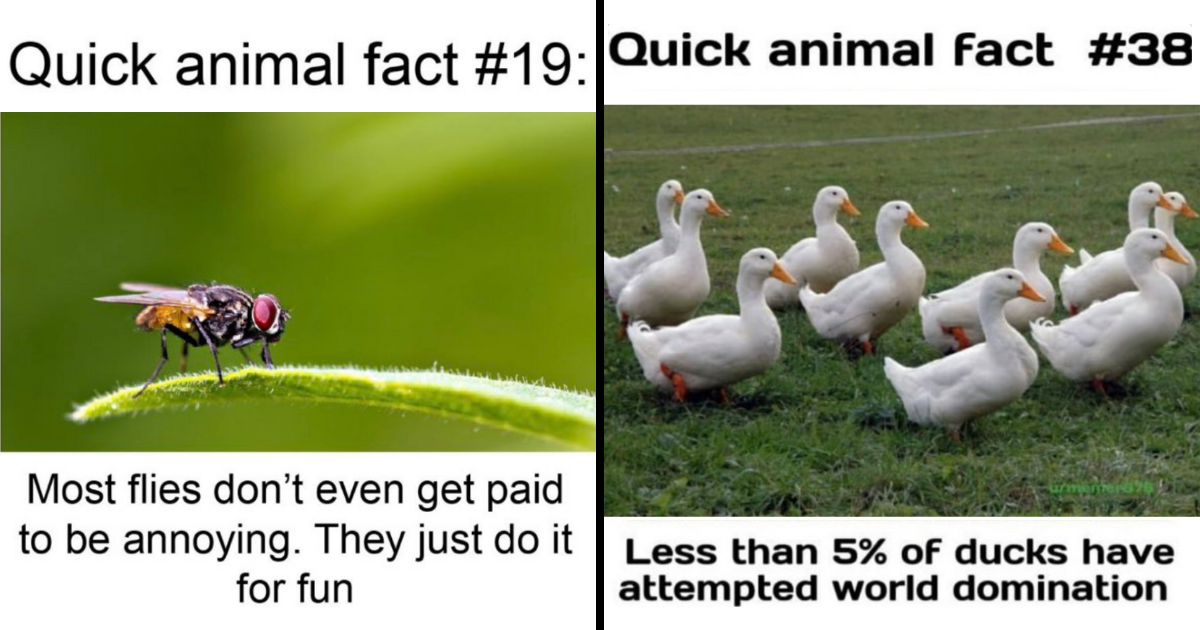 20 Completely Reliable Animal Tweets That Are Not At All Satire ...