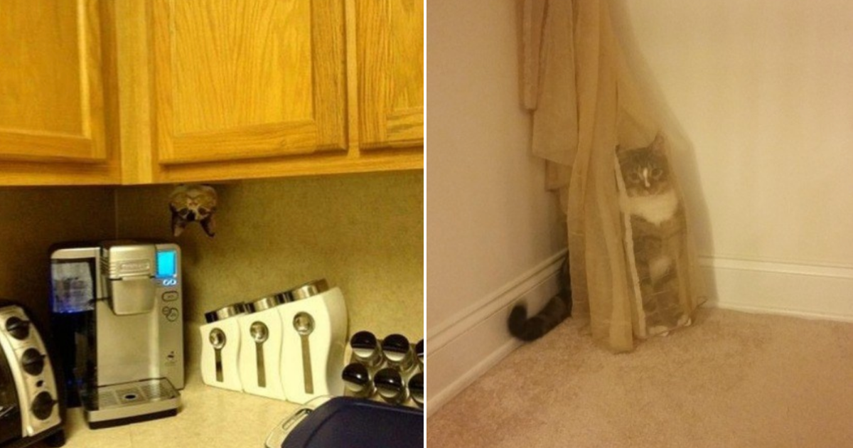 Cats Failing At Hide & Seek Worse Than Kanye Failing To Hide His Crazy ...