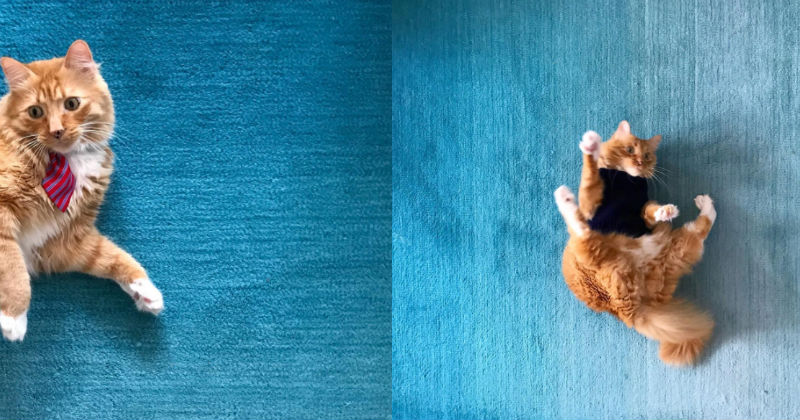 We Can't Help but Feel Blue While Looking at This Cat's Photo Series ...