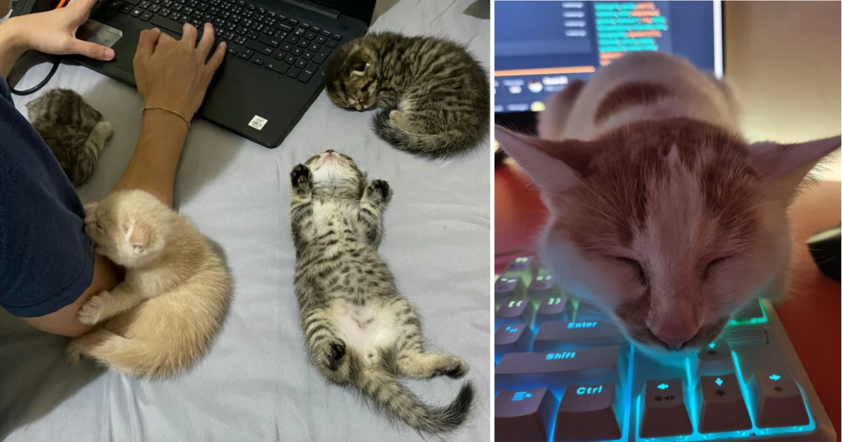 22 Cute Cats Who Zoomied Too Hard, Then Fell Asleep On Their Owner's Keyboards So They Could ...
