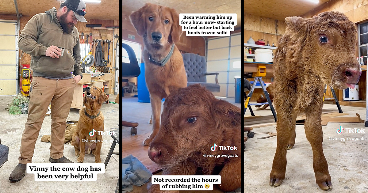 Animal Comedy - cow-farm - Animal Comedy - Animal Comedy, funny animals ...