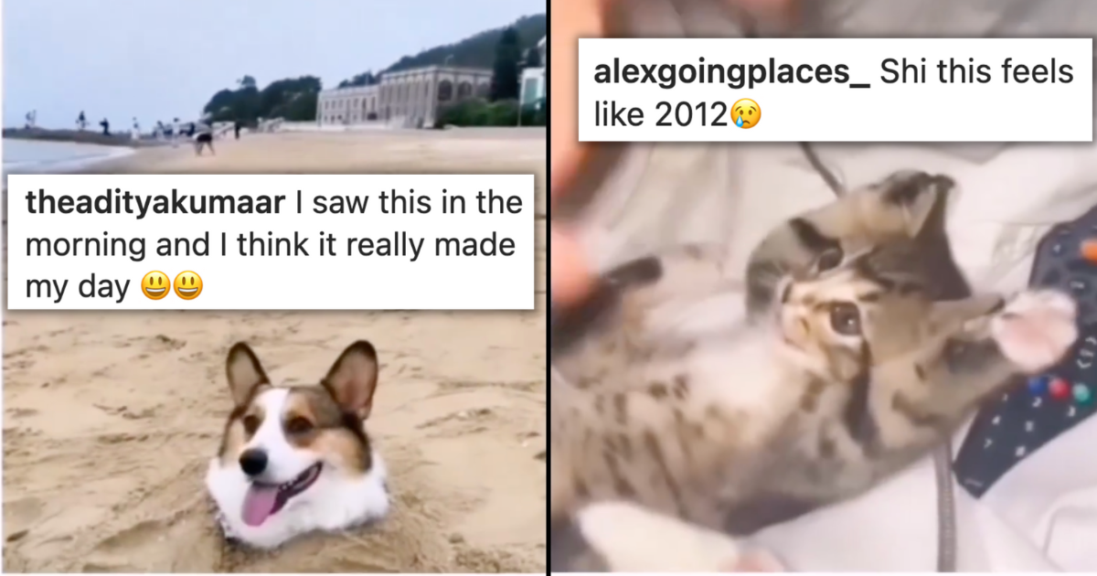 Animal Video Compilation With Over 1,000,000 Likes Brings Back All Your ...