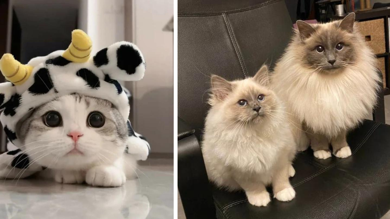 15 Photos Of The Kittenest Kittens To Have Ever Kittned - I Can Has ...