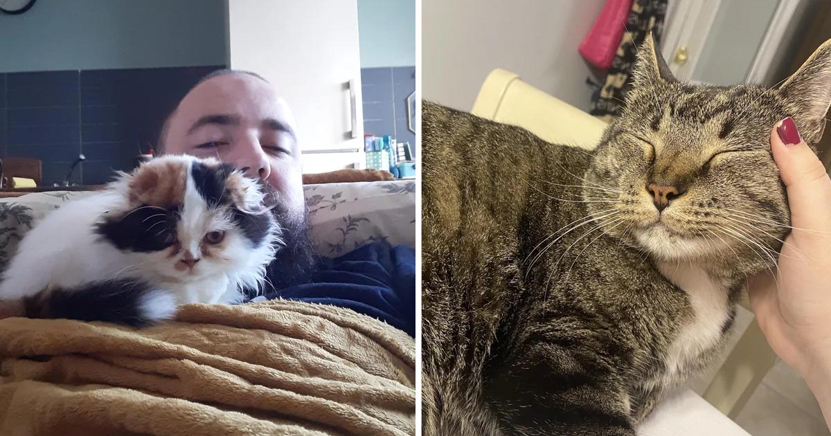 23 Pics And Videos Of Cats That Love Their Hooman The Meowst - I Can ...