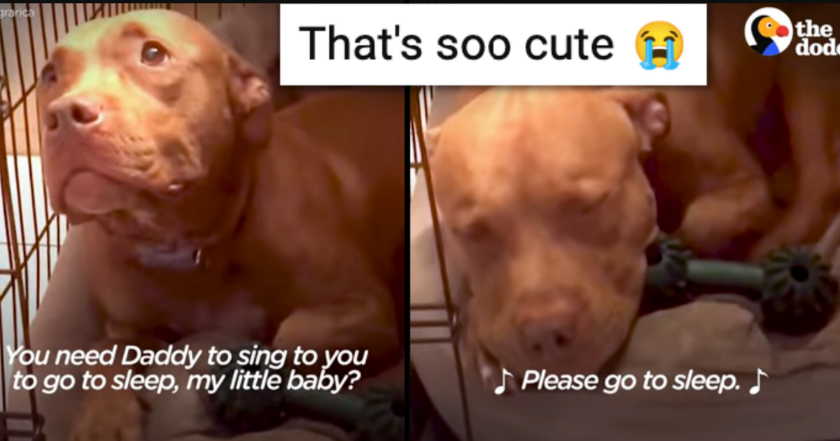 Pit Bull With A Smile That Will Melt Your Heart Won't Go To Sleep ...