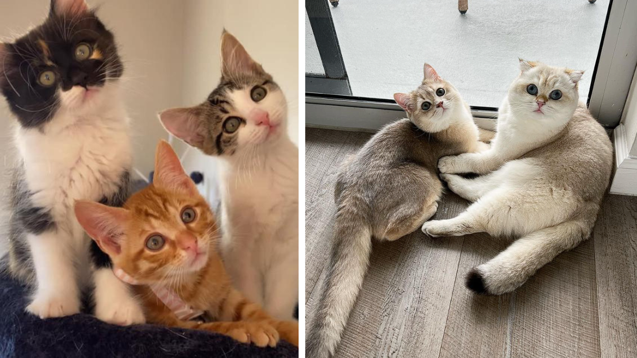 15 Photos And Videos Of Cats And Their BFFs Having The Time Of Their ...