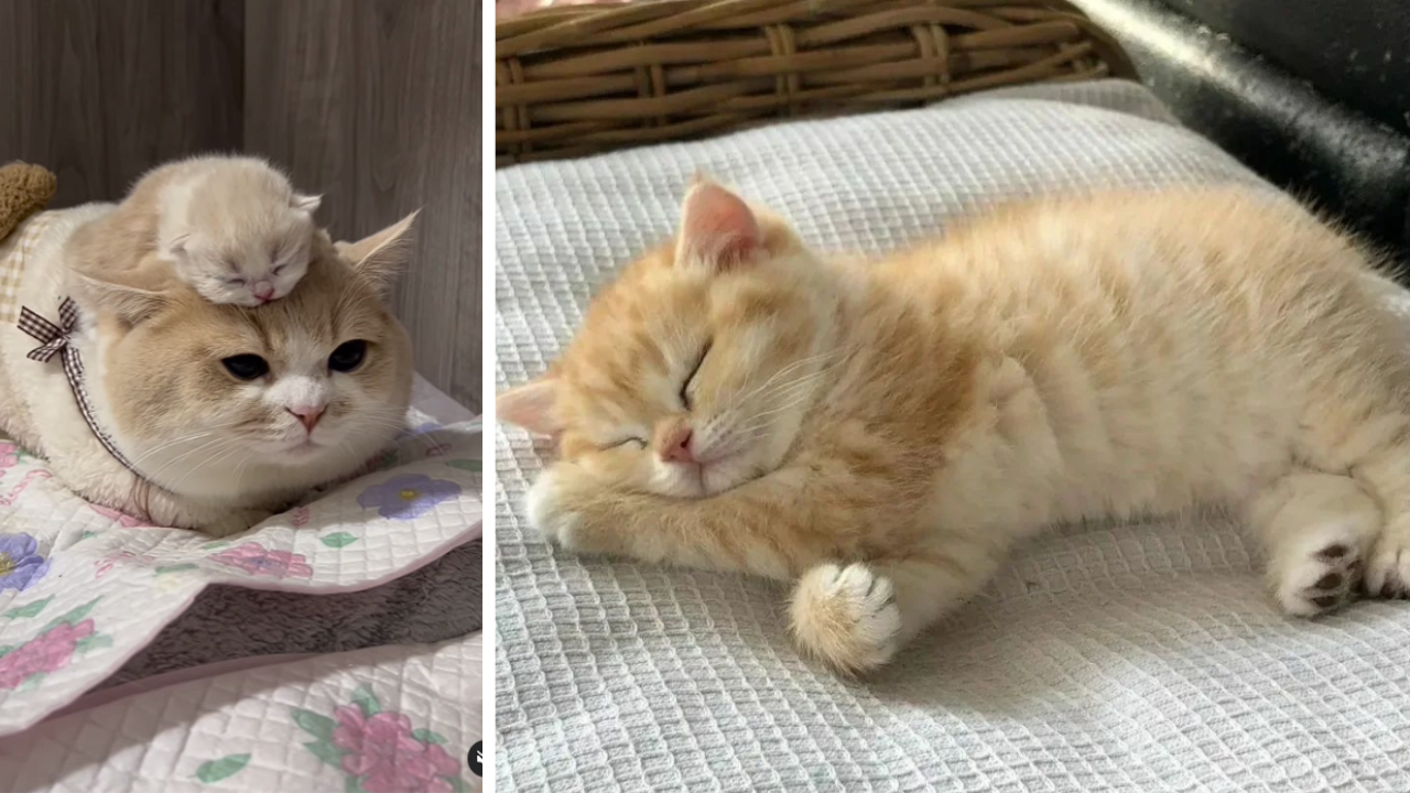 15 Cute And Cuddly Cat Pictures To Show Your Bosses In An Effort To ...