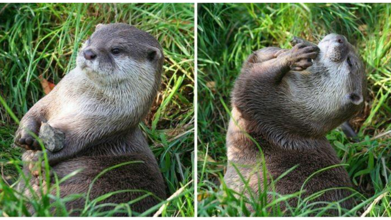 Hairry Otter And The Pouch Of Hoarding Aka Pics Of Cute Otters And What ...