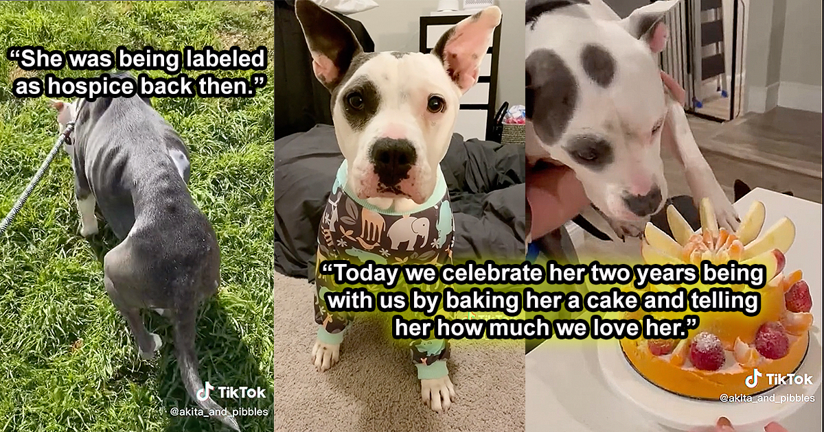 'Rhya is our little miracle baby': Dog on Hospice and Given 3 Months to ...