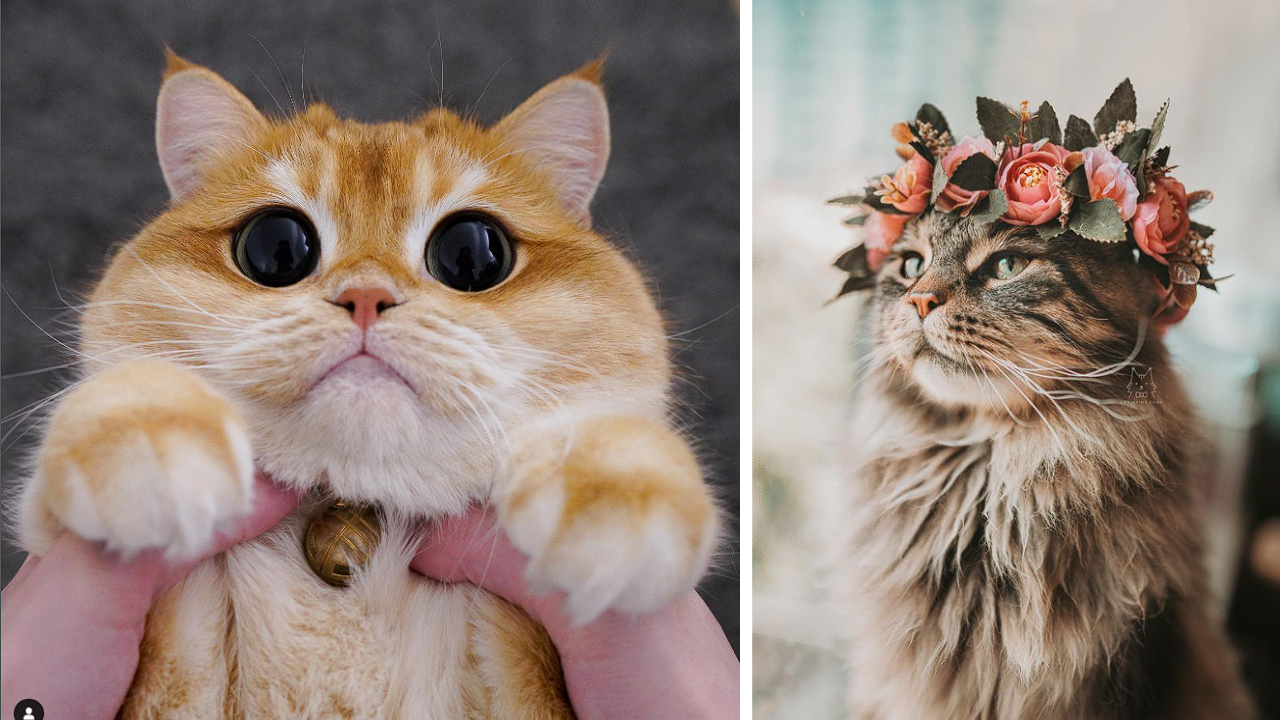 palingates: Boobies in the White House?