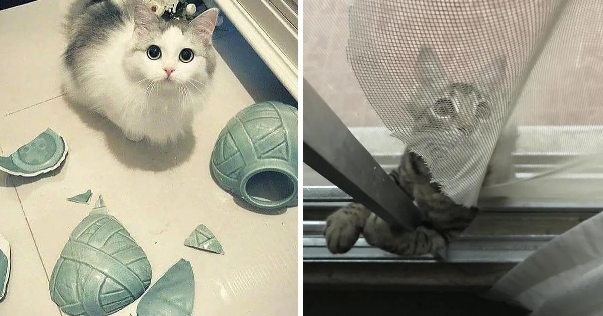 Cats That Made Their Hooman's Belongings Hiss-tory: Funny Moments Of ...