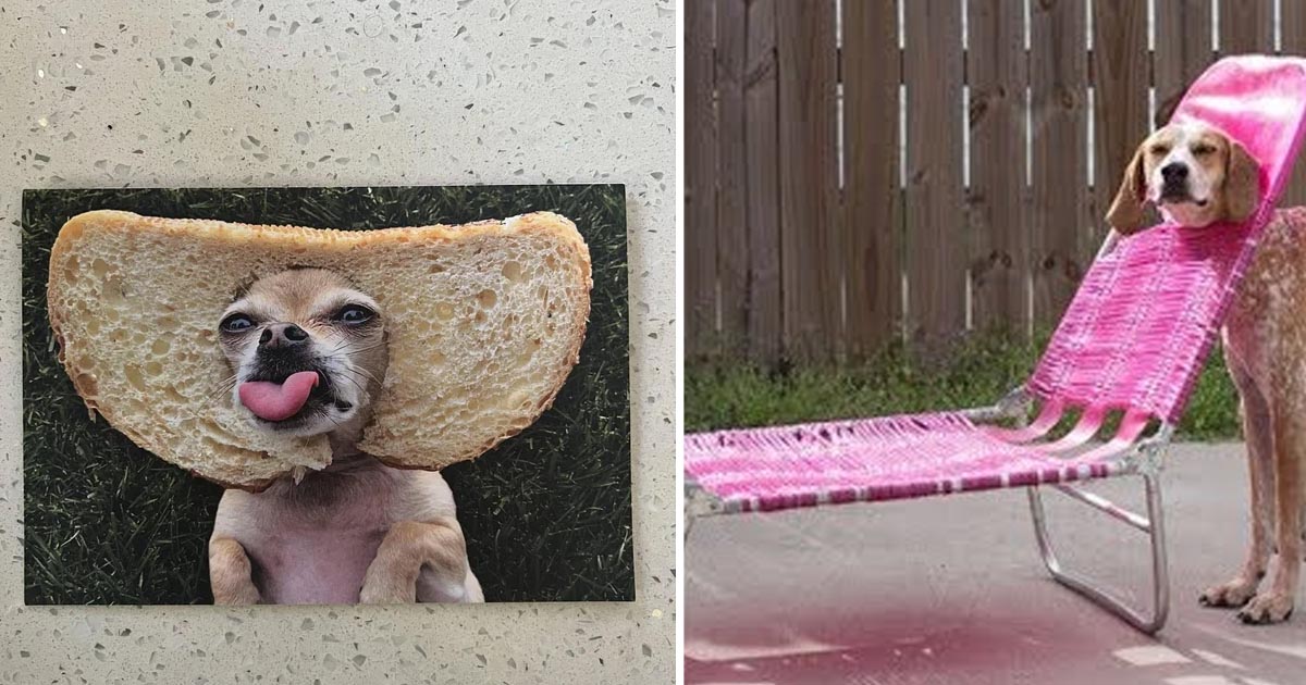 16 Dogs That Have Had A Ruffer Day Than You - Animal Comedy - Animal ...