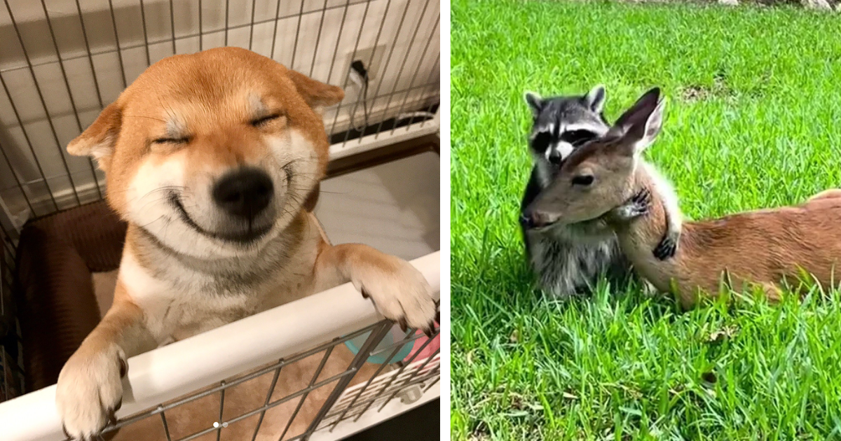 15 Pictures And Videos Of The Happiest Animals You'll See Today ...