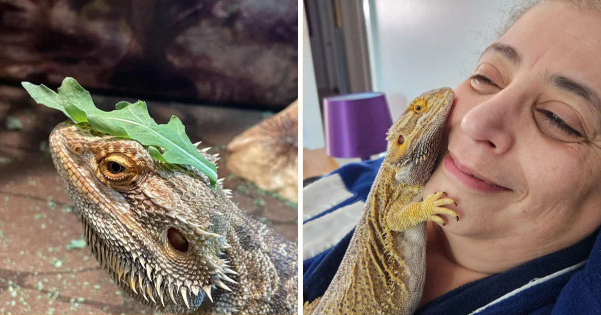 Leisurely Lizards Living Their Best Lives: 18 Lizard Pics To Get Zen To ...