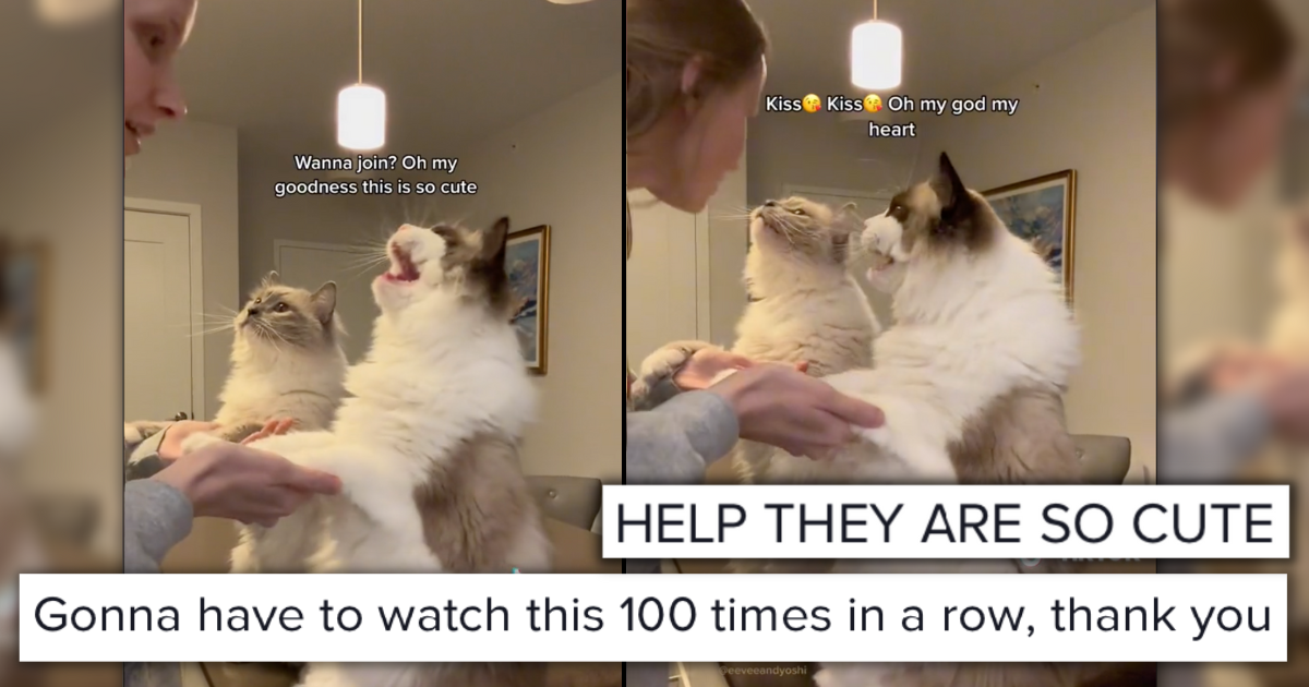 The Most Precious Cat Video On the Internet: Adorable Cats Come In For ...