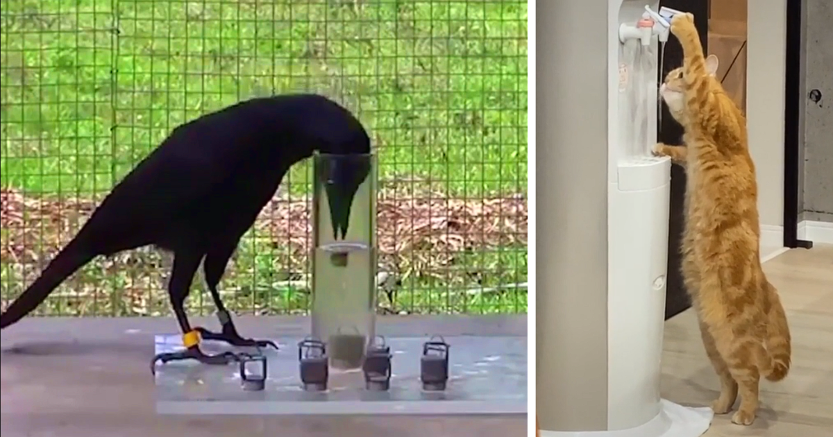 The Brainy Bunch: 15 Videos Of The Most Intelligent Animals That Will ...