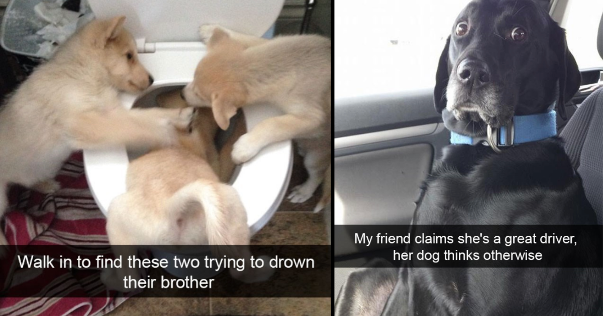 35 Seriously Silly Doggos To Help You Smile Through Work - Animal ...