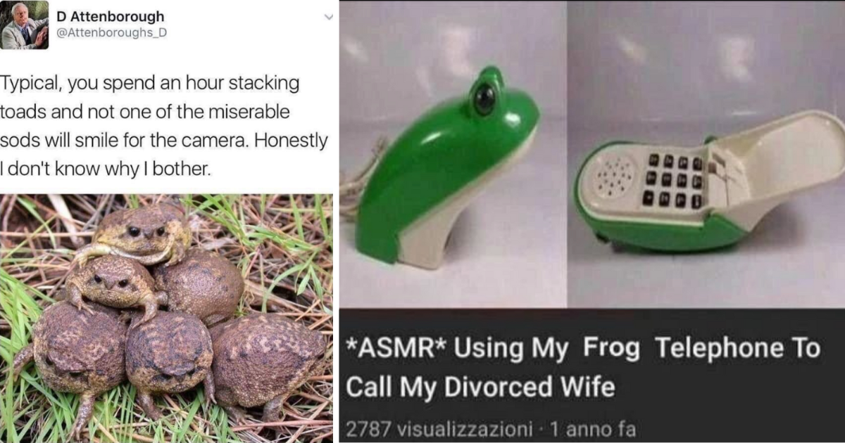 25 Ribbeting Frog Memes That Are Hilariously Un-Frog-Ettable - Animal ...