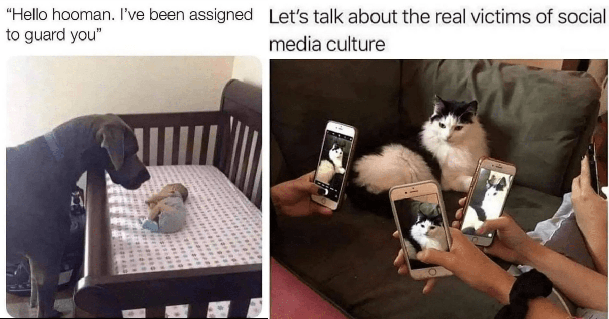 27 Animal Memes To Help You Avoid Doing Anything Productive This ... 27 Animal Memes To Help You Avoid Doing Anything Productive This ...