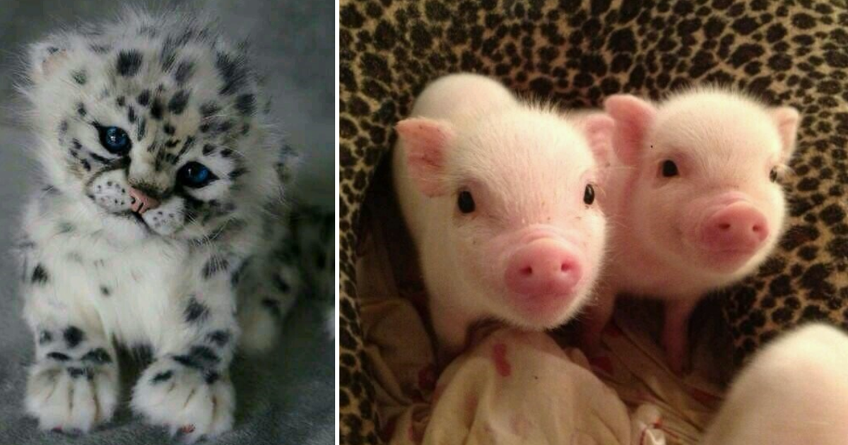 Serotonin Saturday: 30 Adorably Smol Baby Animals That Boosted Our ...