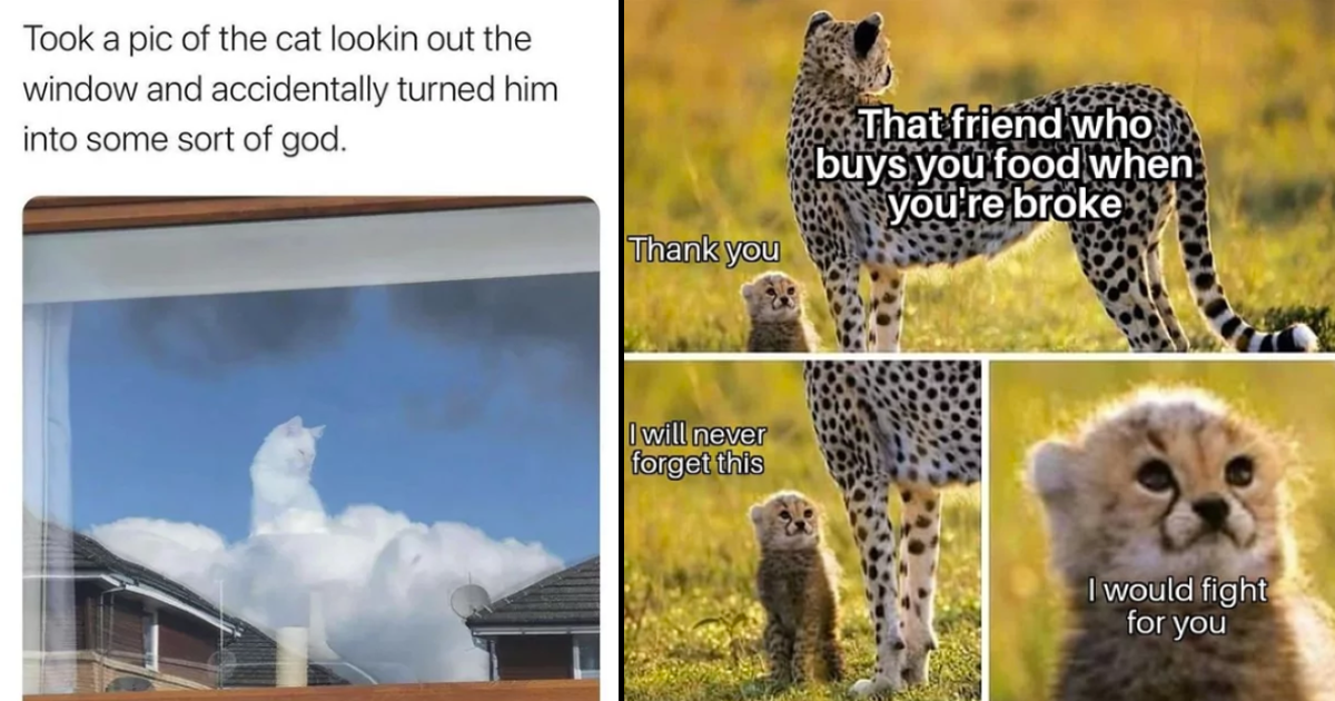 Wholesome Memes and Posts That Are Chicken Soup for the Soul - Memebase ...