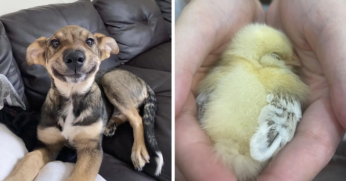 Top 15 Cutest Animals Of The Week To Start The Day With An 'Aww ...