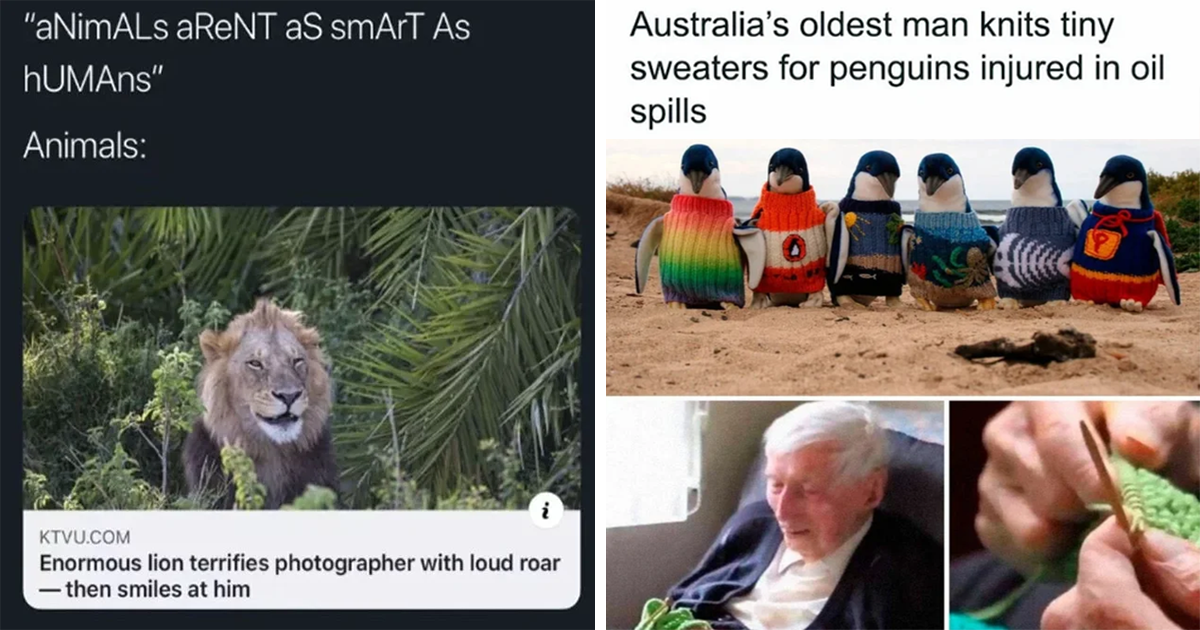 Rise And Shine With Fresh Animal Memes (February 19, 2023) - Animal ...