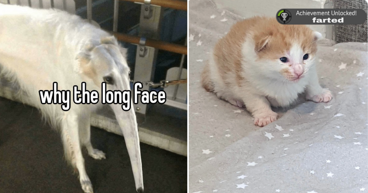 Lunchbreak Funnies: 23 Silly Animal Tweets With Hilarious Captions To ...