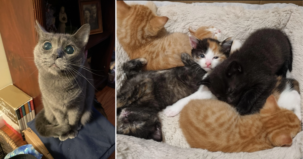 Internet Battles It Out For "Most Adorable Cat Picture" In Pawsitively ...