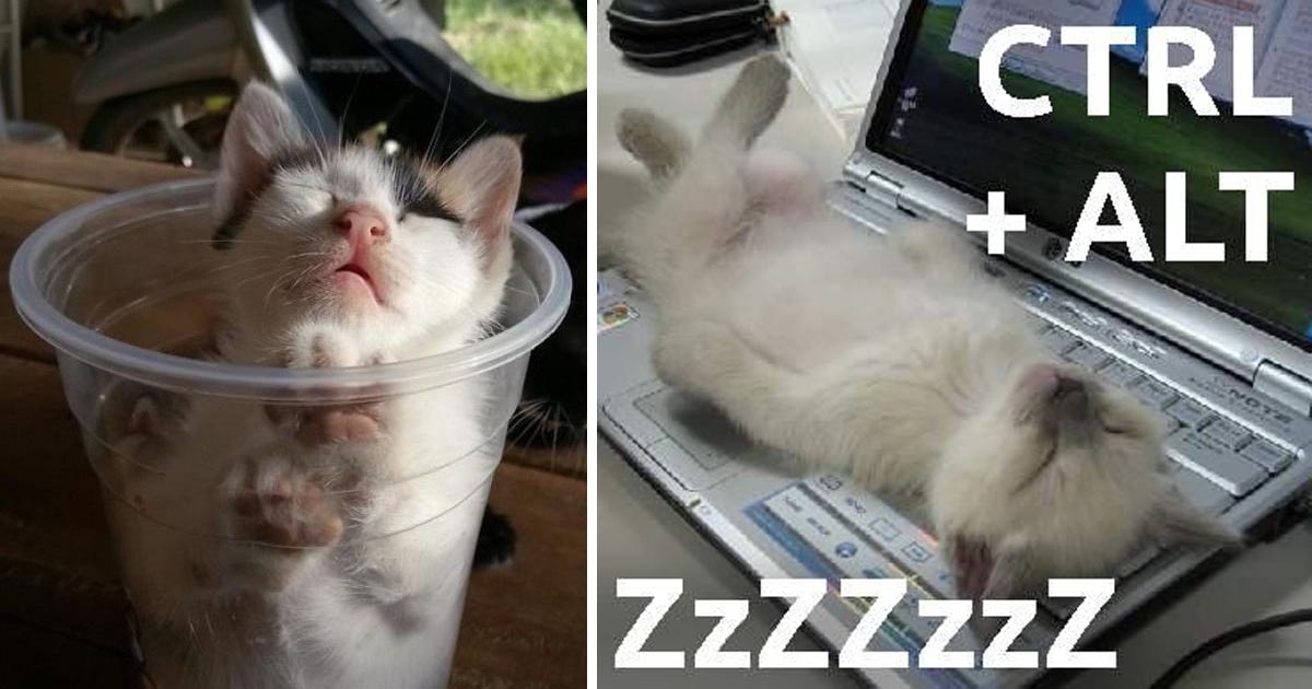 Sleepy Kitties: 21 Awwdorable Photos And Memes Of Napping Cats - I Can ...