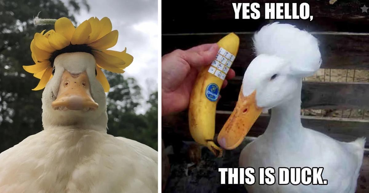Get Your Ducklings In A Row: 19 Pics And Memes Of Quackers To Brighten Your Day - Animal Comedy ...