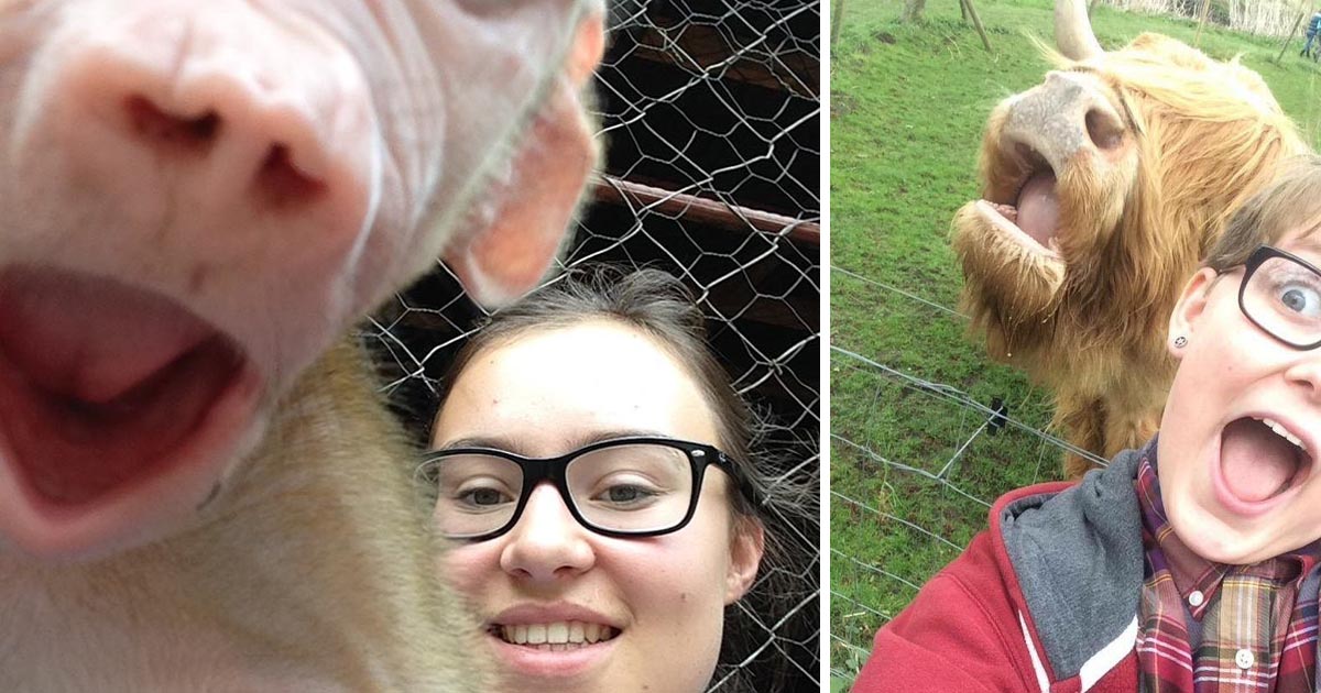 But First, Llama Take A Selfie: 19 Animals That Got Involved In People ...