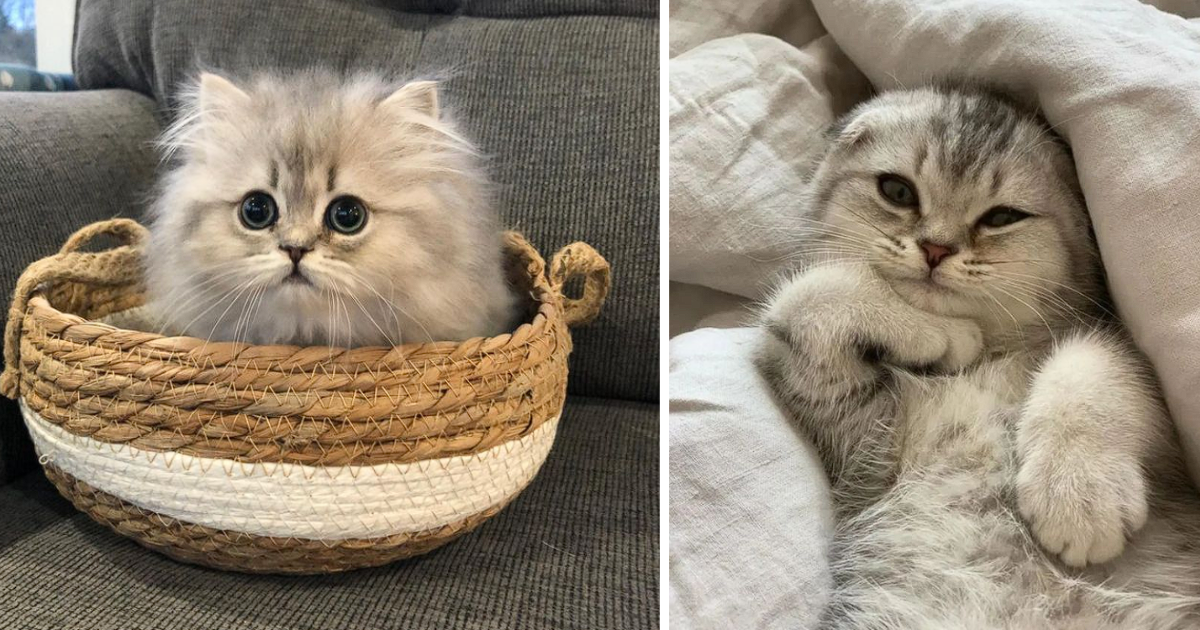 Catwalk Ready: 19 Pictures Of Pretty Kitties That Will Leave You Feline ...