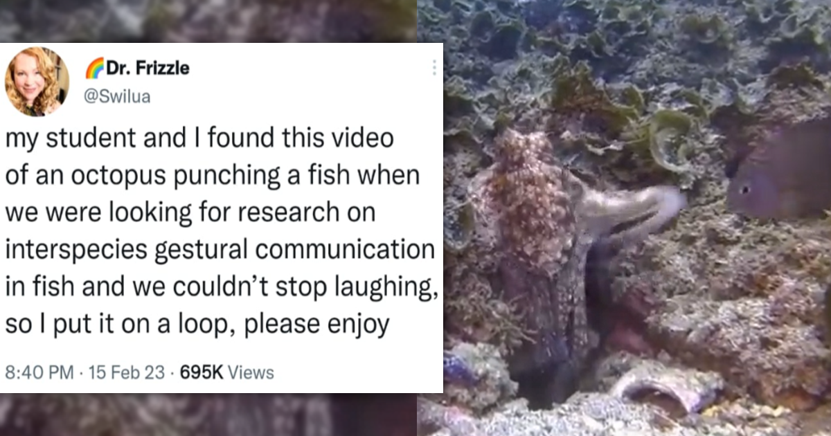 Hilarious Video Of An Octopus Punching A Fish For No Reason Goes Viral ...