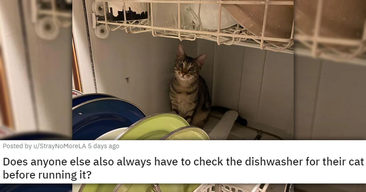 Cats Spooking The Heck Out Of Their Owners By Hiding In The Most ...