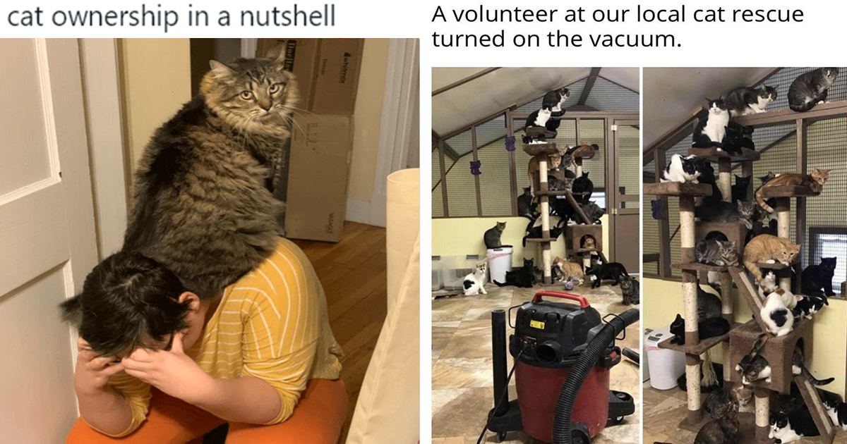 Funny Cat Memes To Secretly Procrastinate With At Work While Your Boss ...