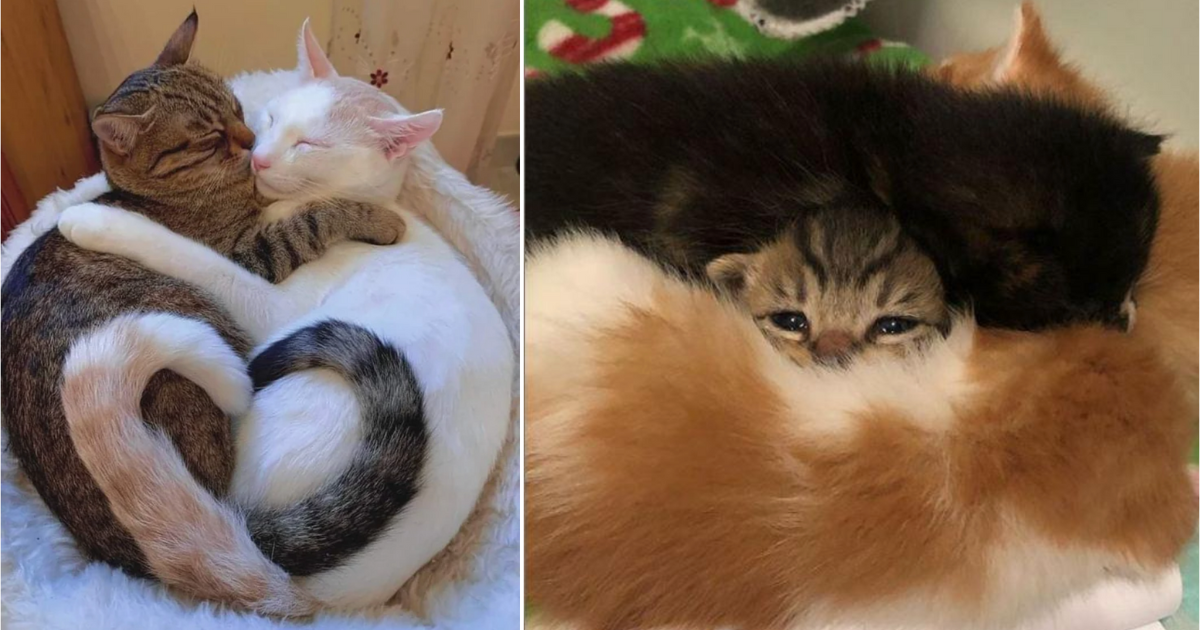 A Purrfect Puddle Of Adorable Animal Snuggles To Warm You Up Through ...