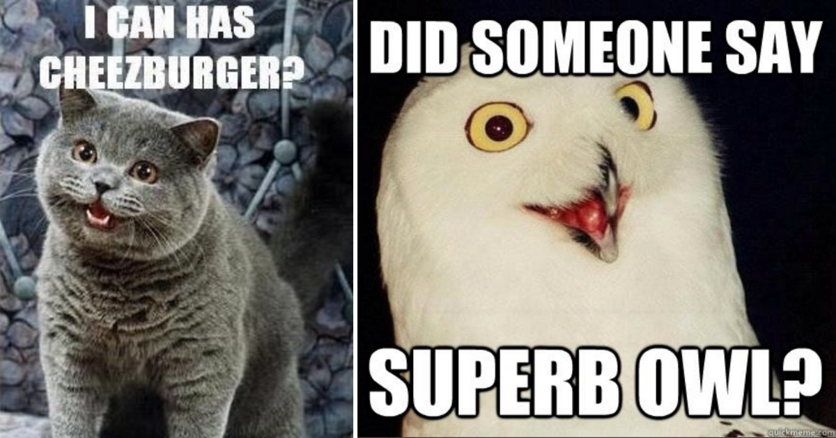 Throwback Thursdays: 26 Vintage Animal Memes That Bring Back All The Nostalgia - Animal Comedy ...