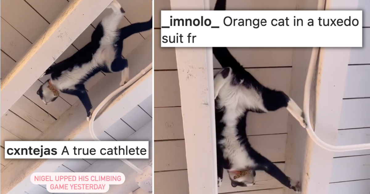 Cat Learns How To Scale Ceilings, Signaling The End Of Times For The ...
