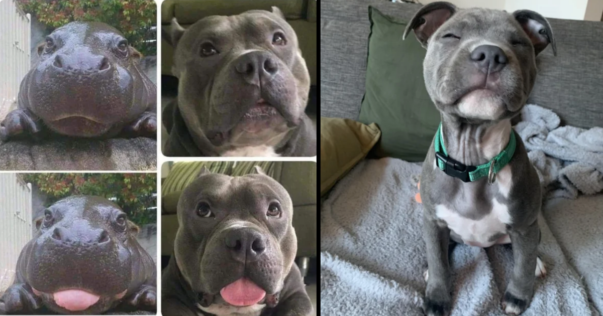 Serotonin Saturday: The Best Velvet Hippos That Boosted Our Happy ...